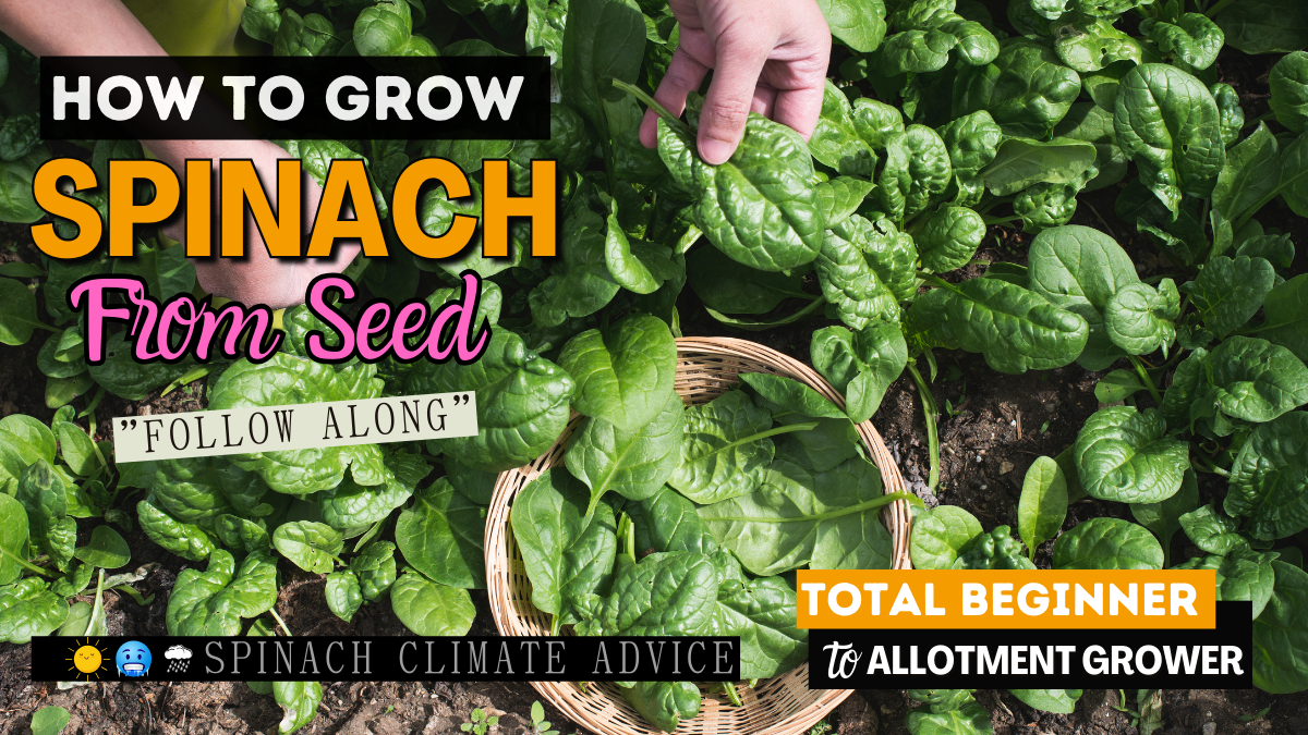 How to Sow & Grow Spinach “Complete Guide” – Veggie Patch Ideas