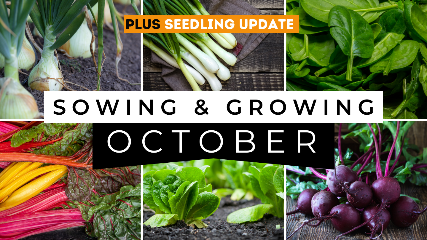 What Vegetables to sow and Grow in October – Veggie Patch Ideas