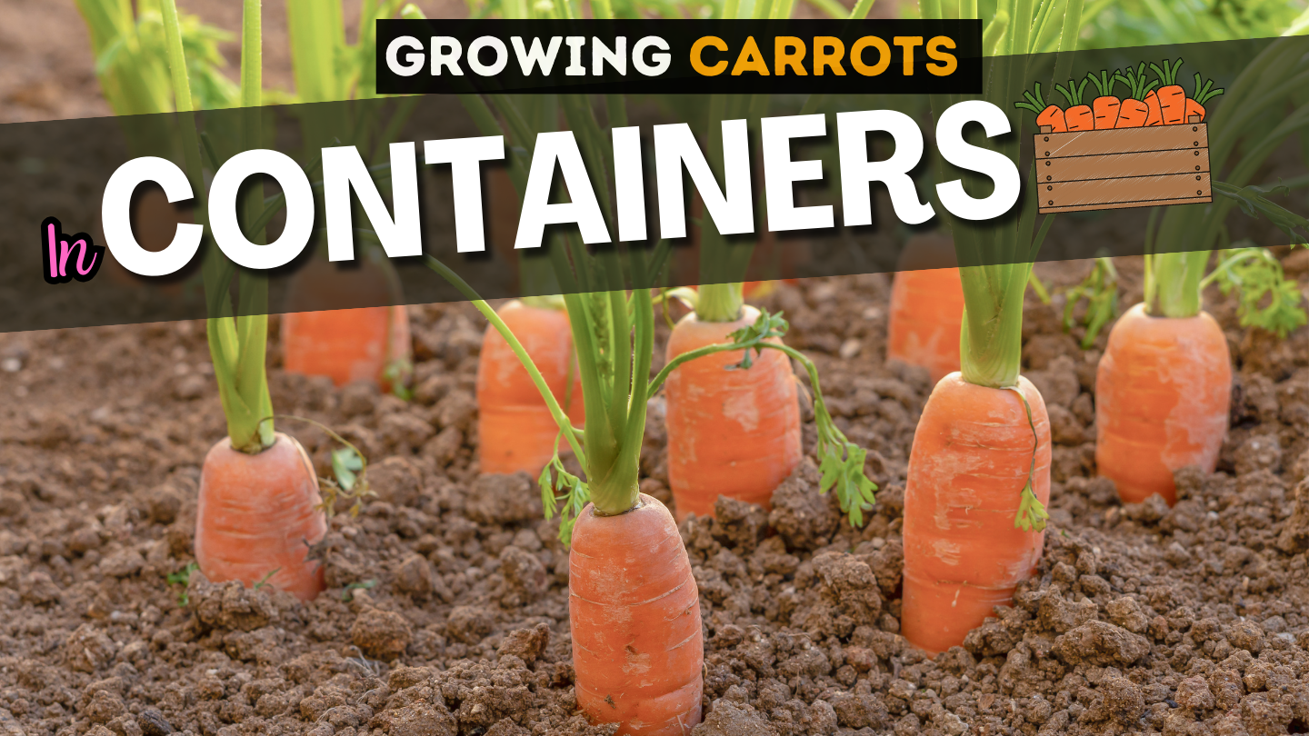 Growing Carrots in Containers – Veggie Patch Ideas