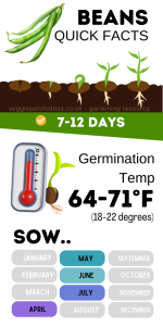 Common Pests for Beans: Garden Problem Guide