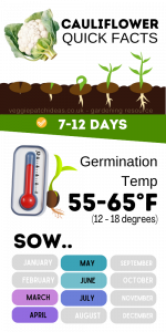 Common Mistakes When Growing Cauliflowers: Expert Guide