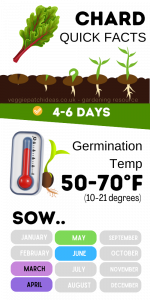 How to Grow Chard from Seed: Your Ultimate Guide for a Lush Harvest